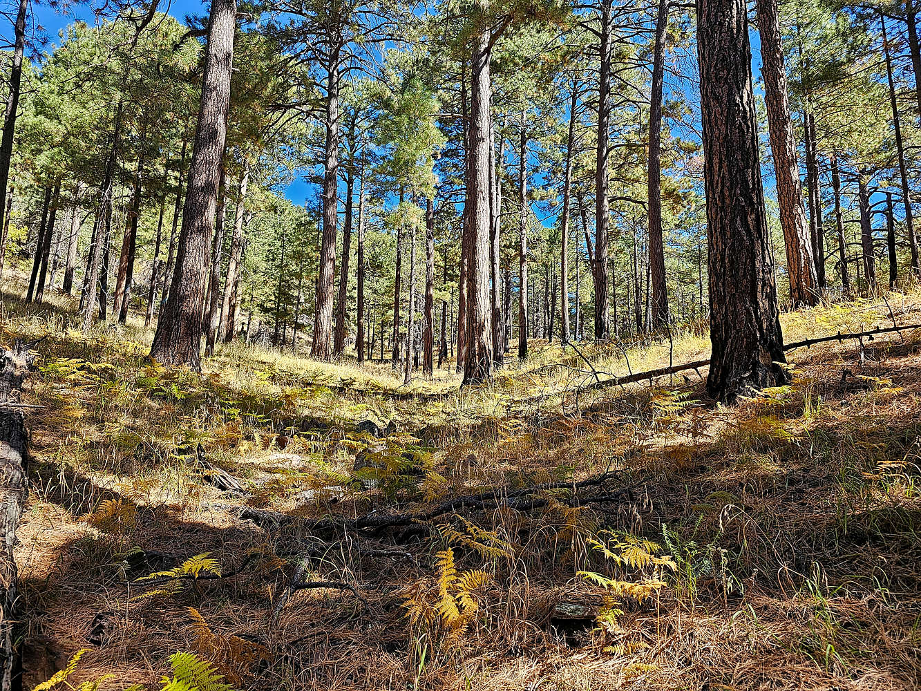 Forest near Barfoot Park : Photos, Diagrams & Topos : SummitPost