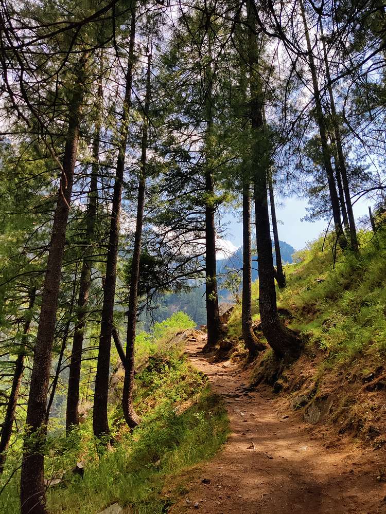 Trail between tall trees : Photos, Diagrams & Topos : SummitPost
