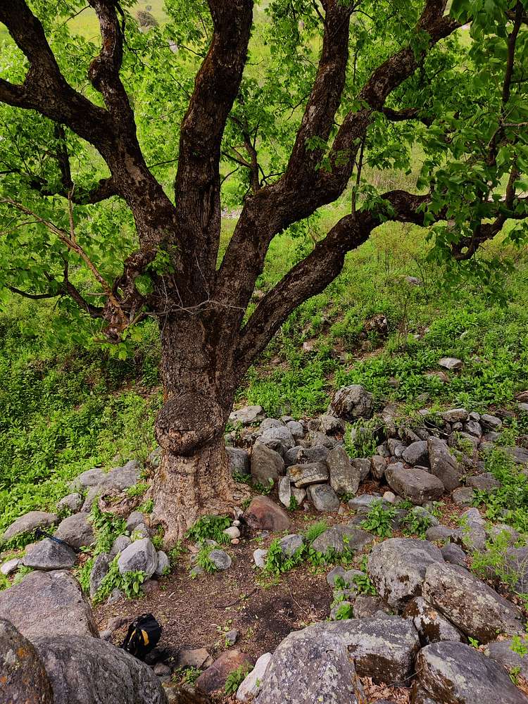 Weird looking tree at the campsite : Photos, Diagrams & Topos : SummitPost