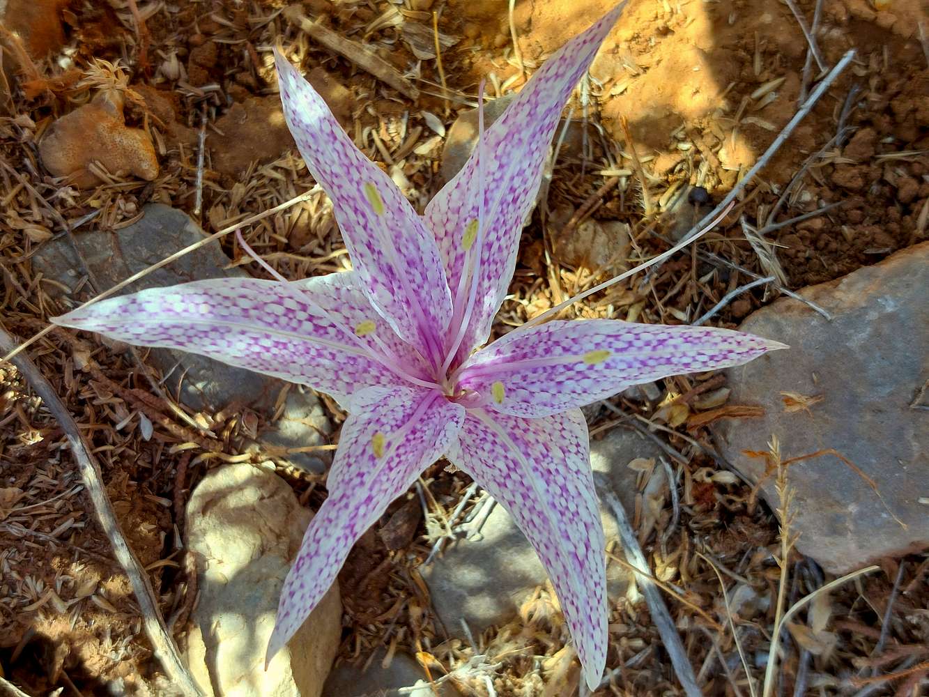 Colchicum variegatum, mountains of Kalymnos : Photos, Diagrams & Topos ...