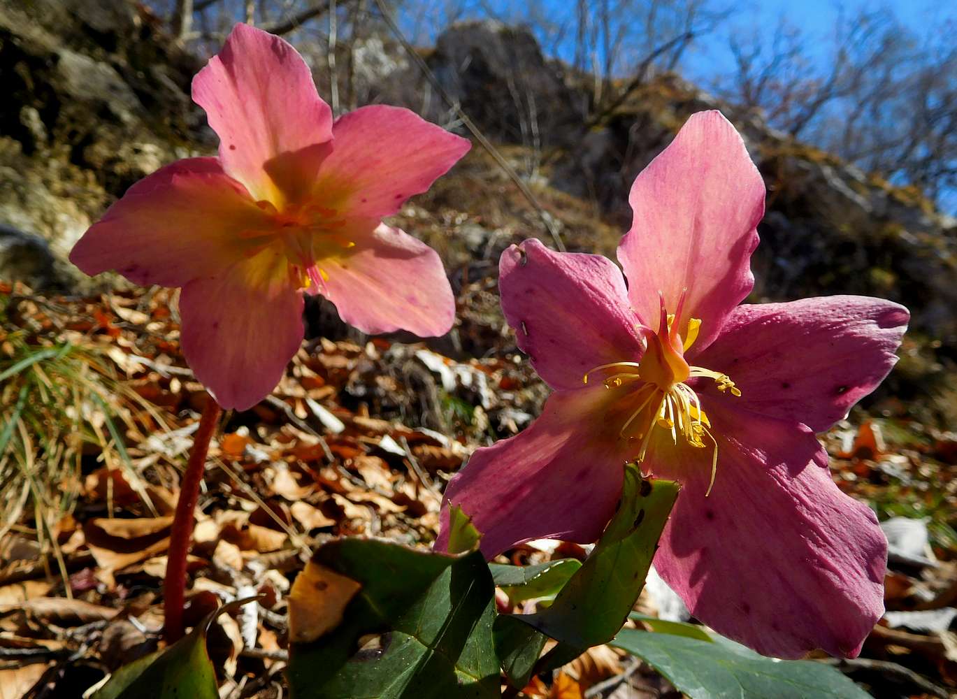 Helleborus Niger, the rebel plant - Cima Capi : Photos, Diagrams ...