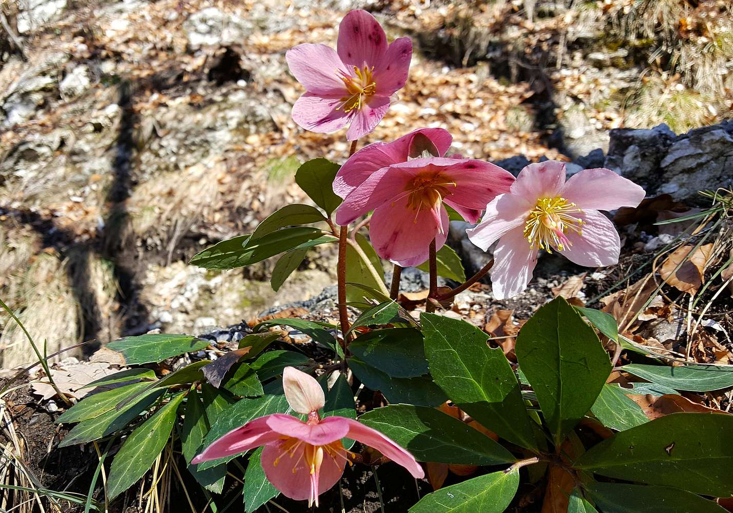 Helleborus Niger, the rebel plant (Cima Capi) : Photos, Diagrams ...