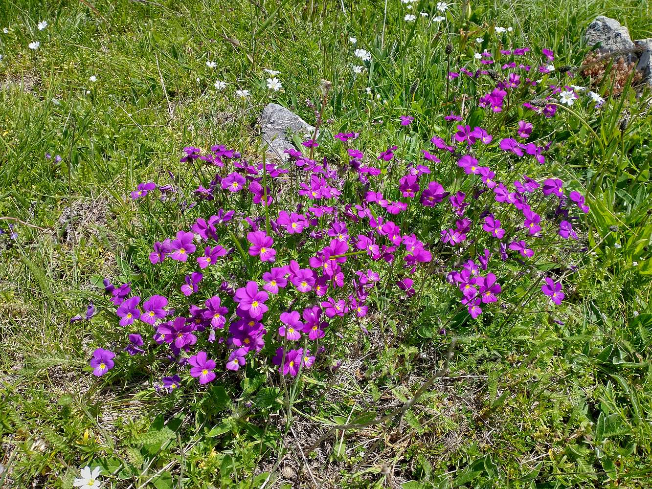 Mountain violet near Stabanski katun : Photos, Diagrams & Topos ...