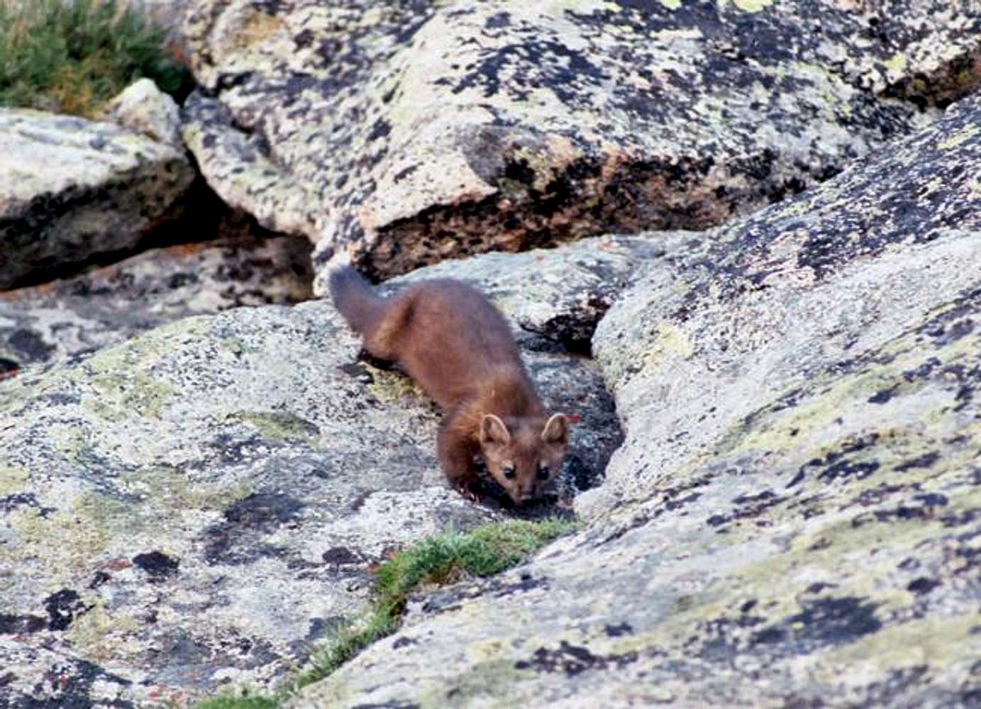 We ran across this marten... : Photos, Diagrams & Topos : SummitPost
