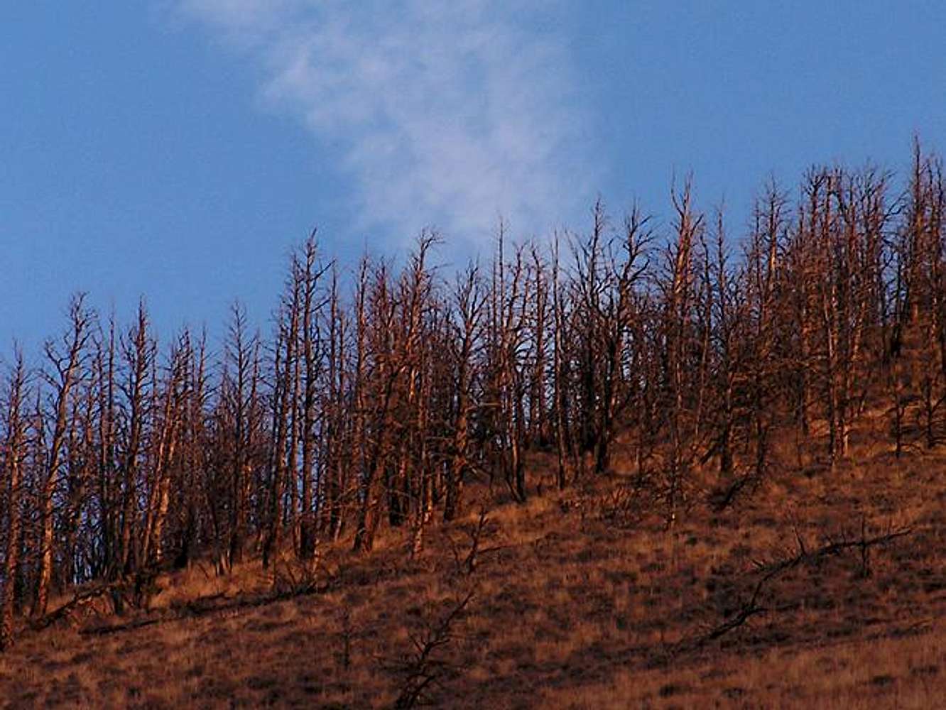 The desolate forest that... : Photos, Diagrams & Topos : SummitPost