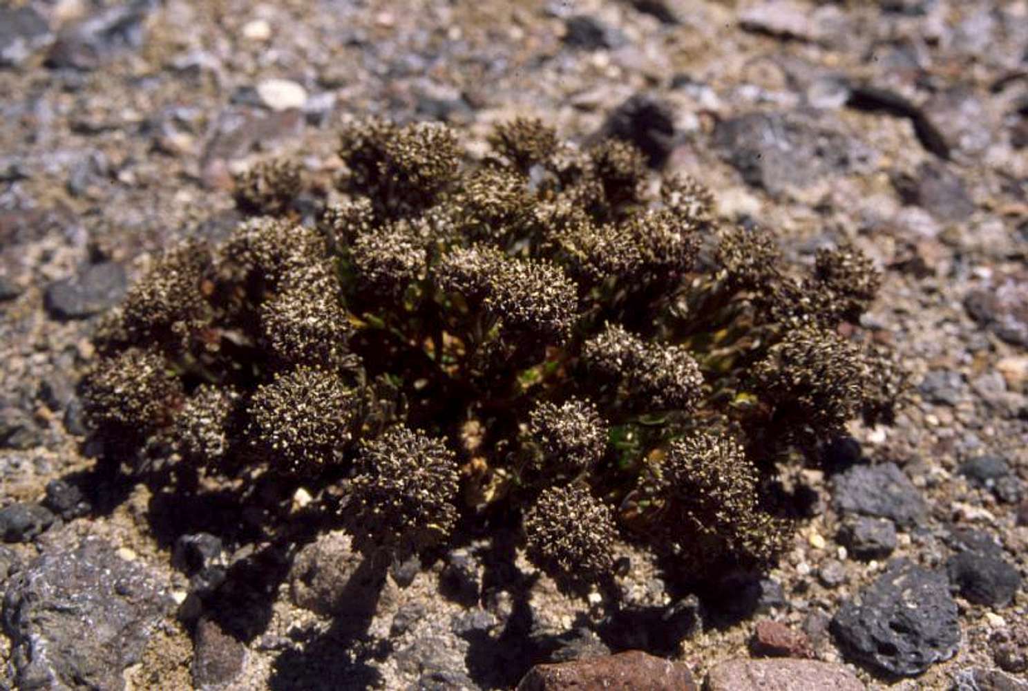 High altitude plants : Photos, Diagrams & Topos : SummitPost