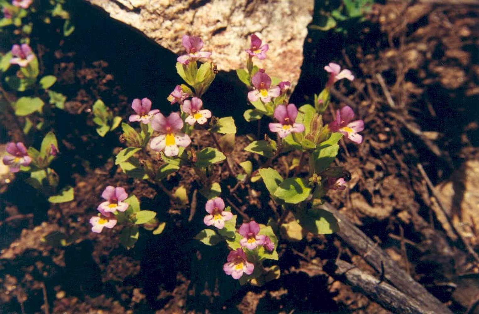Bank Monkey-flower (Mimulus clivicola) : Photos, Diagrams & Topos ...