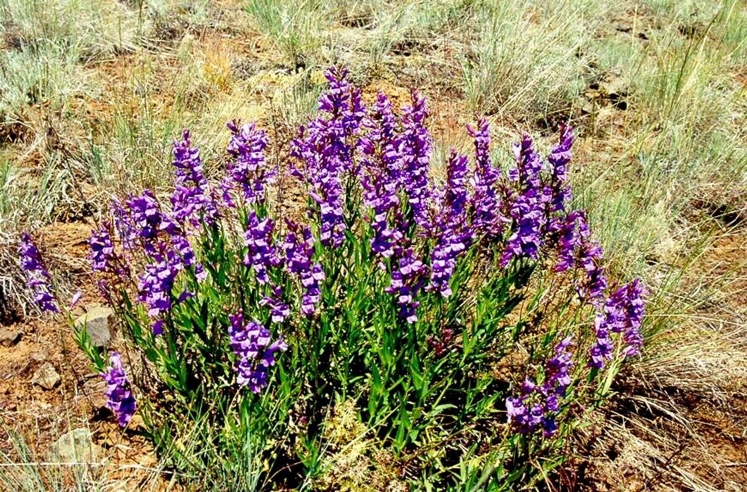 Lovely Penstemon (Penstemon venustus) : Photos, Diagrams & Topos ...