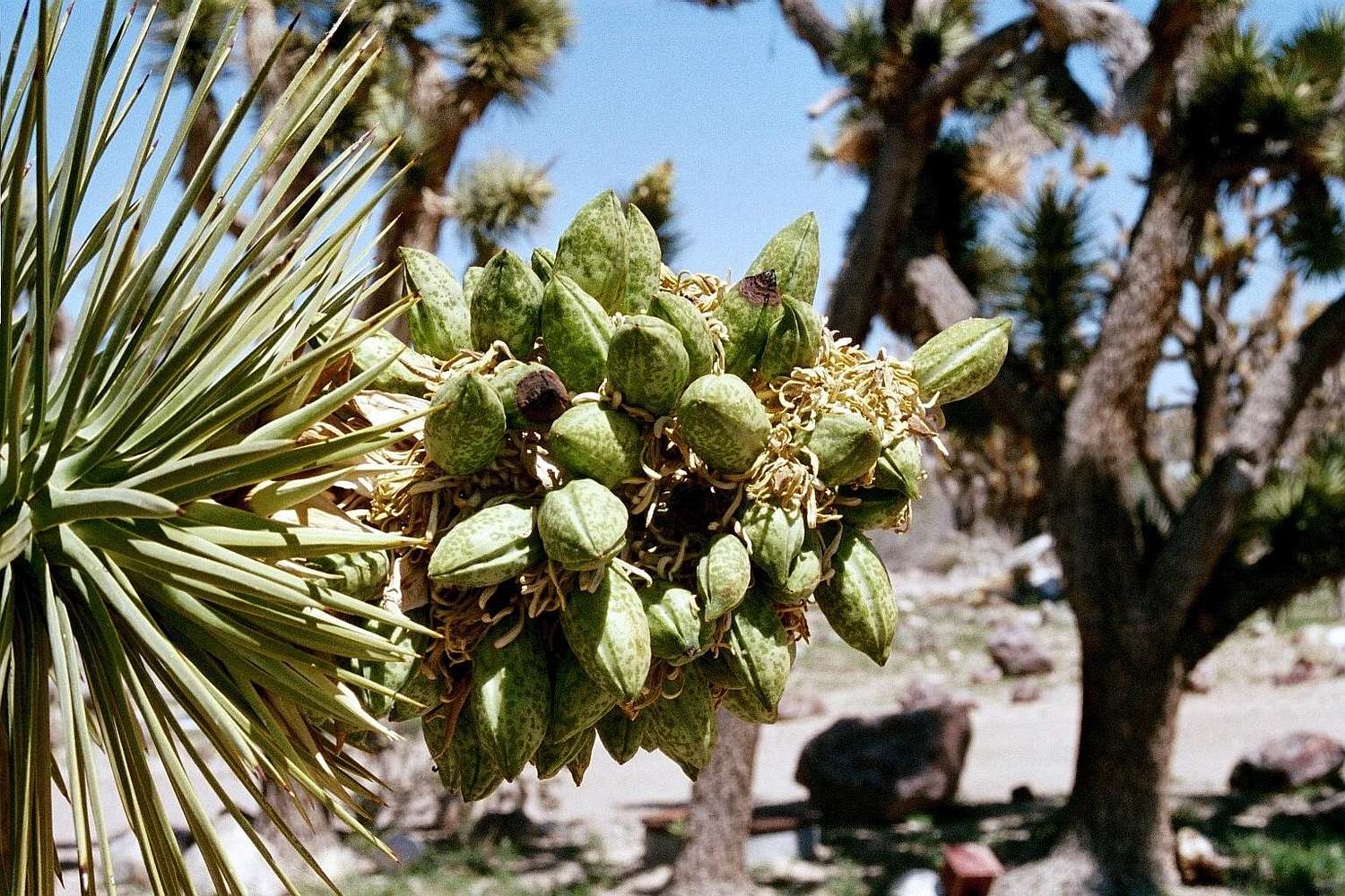 Joshua Tree Fruit : Photos, Diagrams & Topos : SummitPost