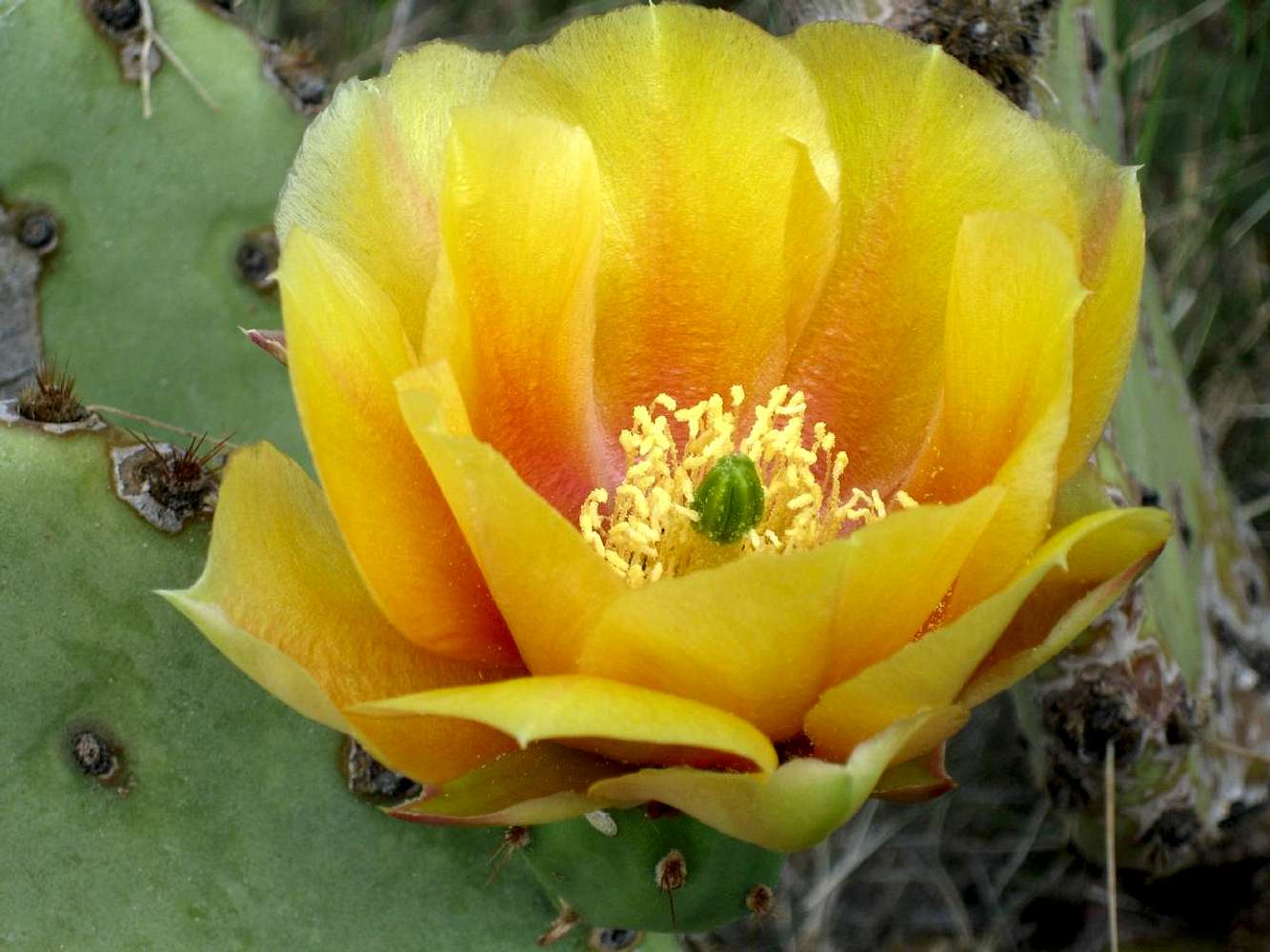 Prickly Pear Cactus Flower : Photos, Diagrams & Topos : SummitPost