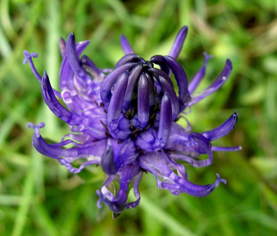 Phyteuma orbiculare (Round-headed Rampion) : Photos, Diagrams & Topos ...
