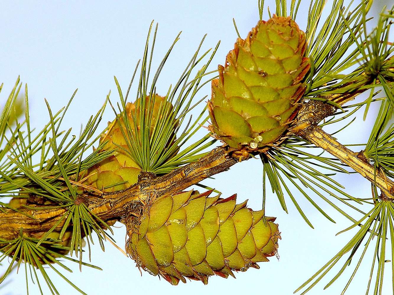 Larix decidua Mill. : Photos, Diagrams & Topos : SummitPost