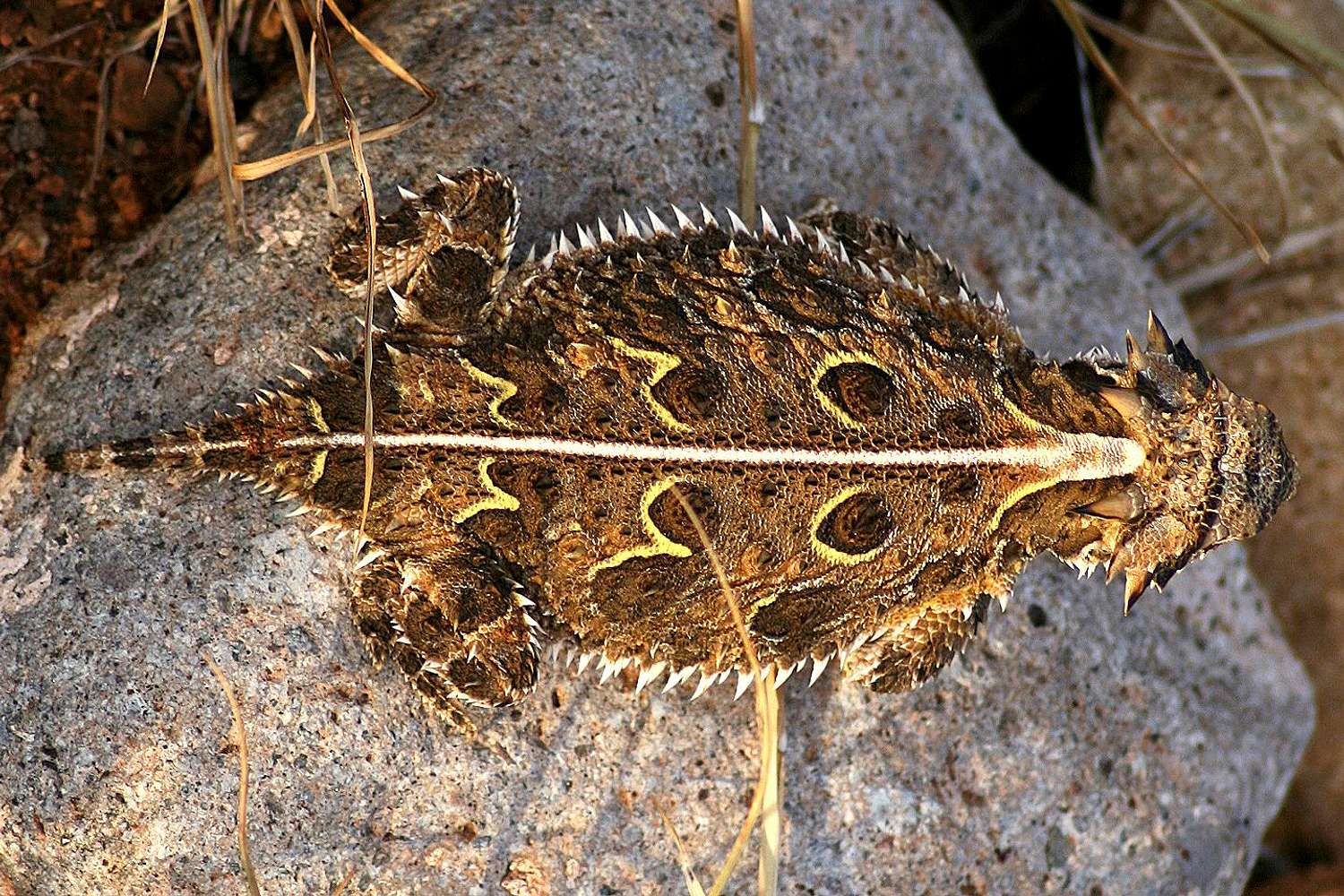 Texas Horned Lizard : Photos, Diagrams & Topos : SummitPost