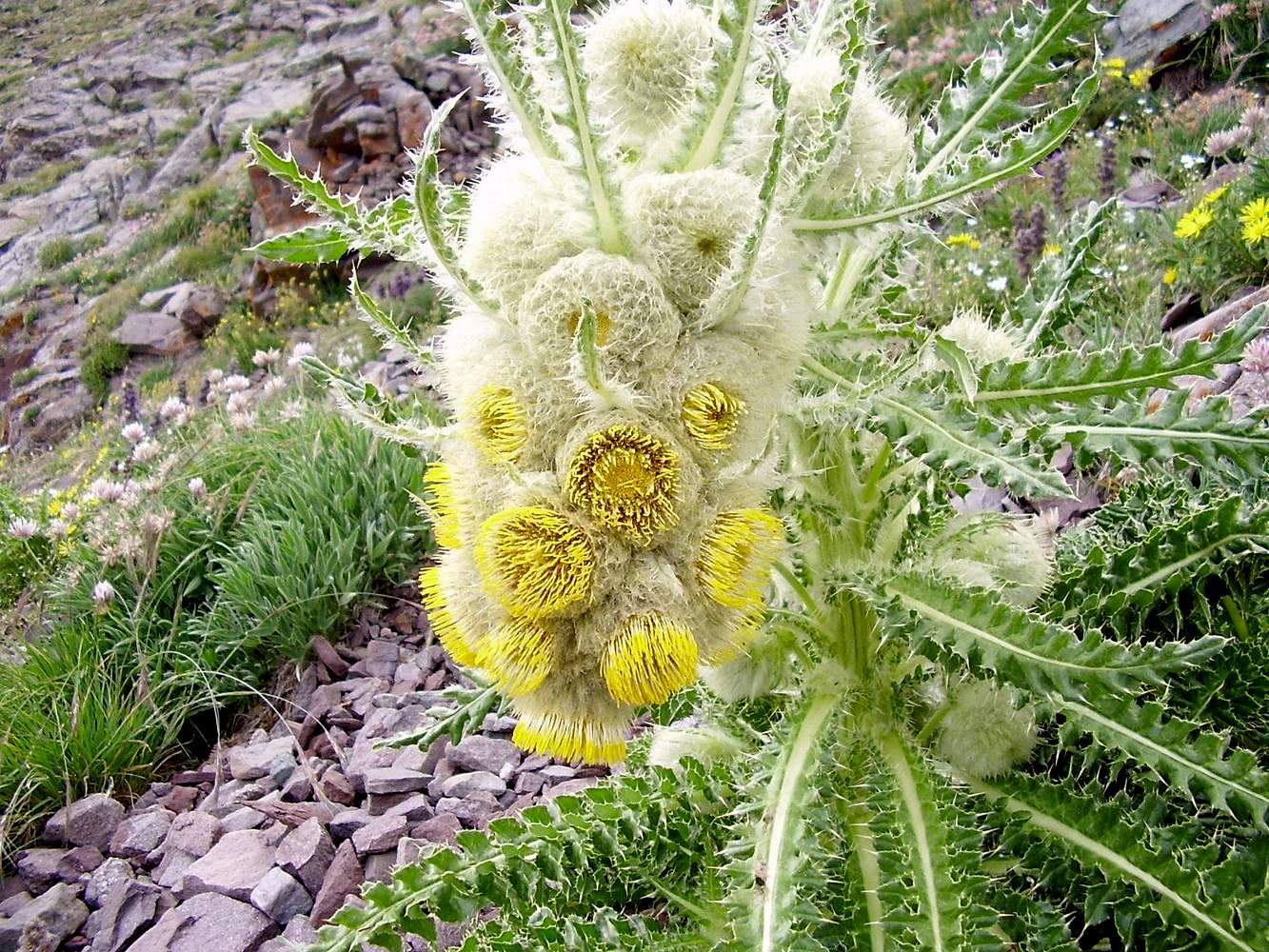 Bob Marley Plant aka Elk Thistle : Photos, Diagrams & Topos : SummitPost