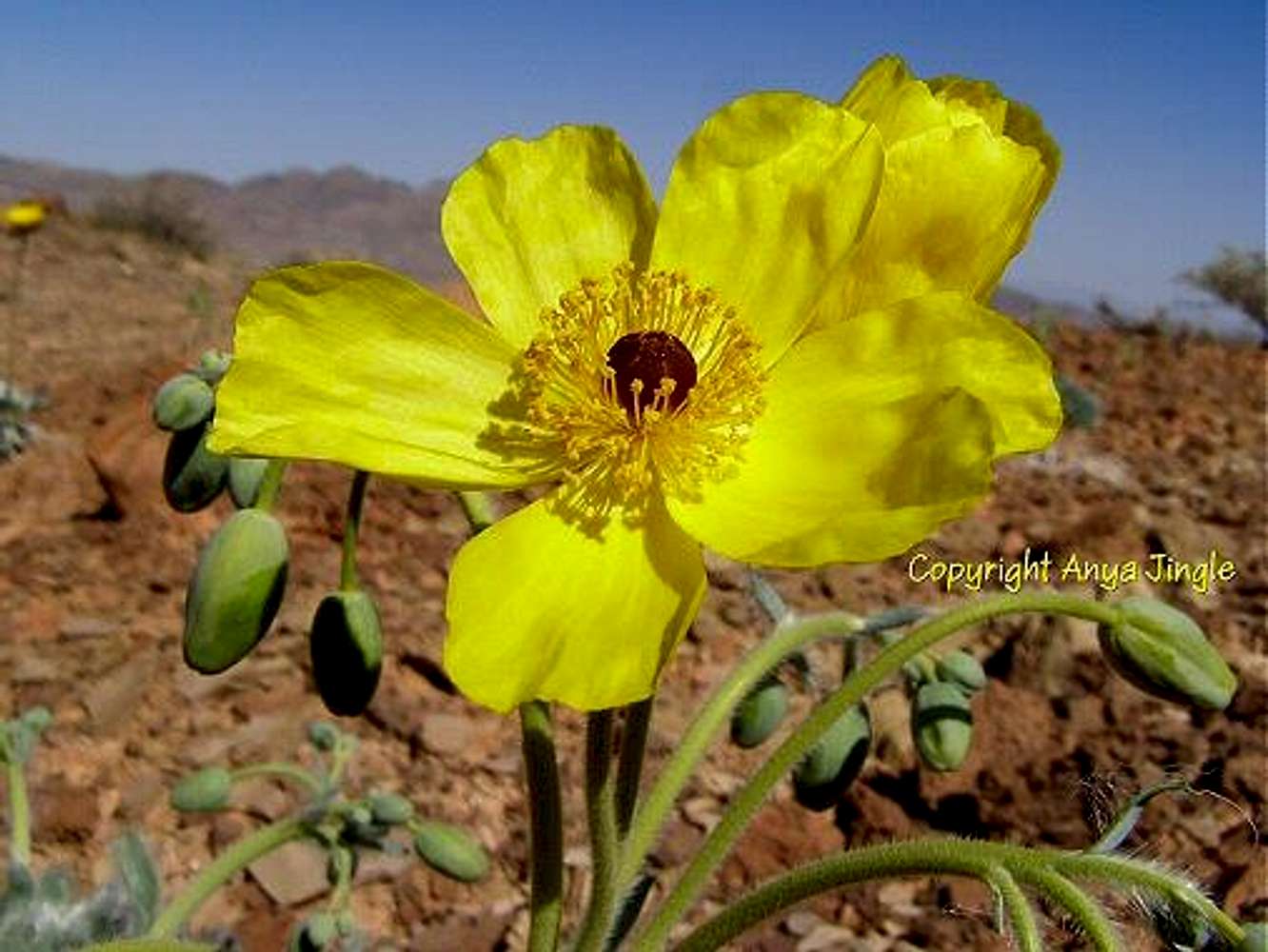 Bear Paw Poppy : Photos, Diagrams & Topos : SummitPost