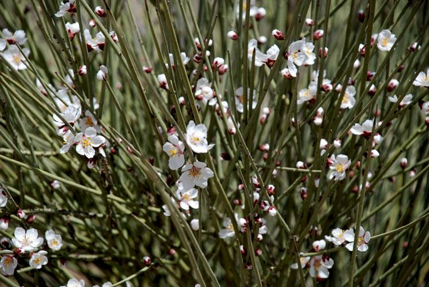 iran's flora : Photos, Diagrams & Topos : SummitPost