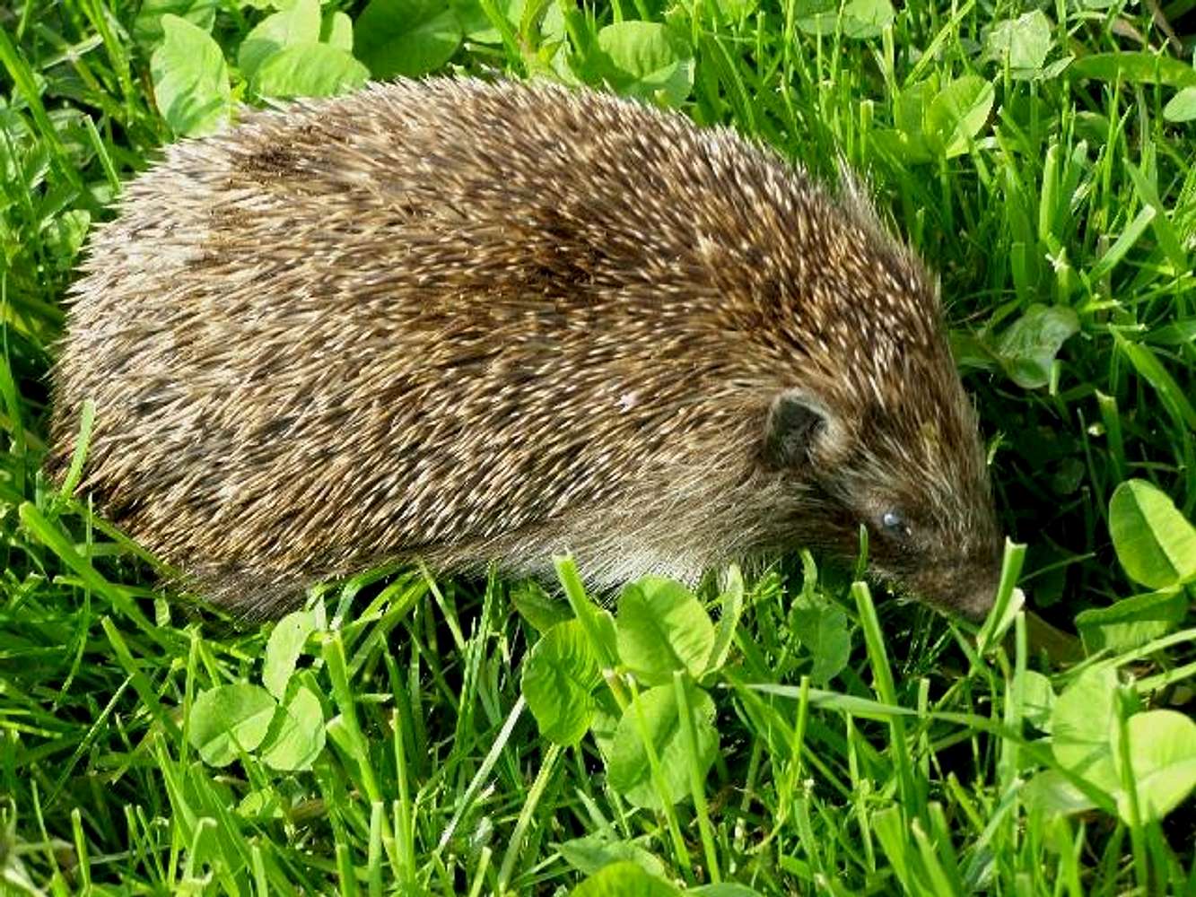 Eastern European Hedgehog : Photos, Diagrams & Topos : SummitPost