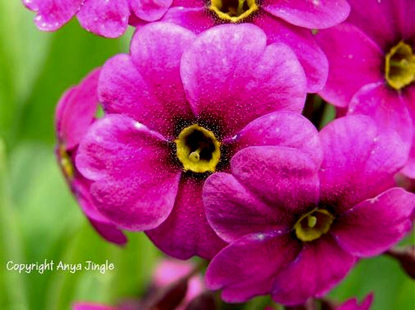 Parry's Primrose : Photos, Diagrams & Topos : SummitPost