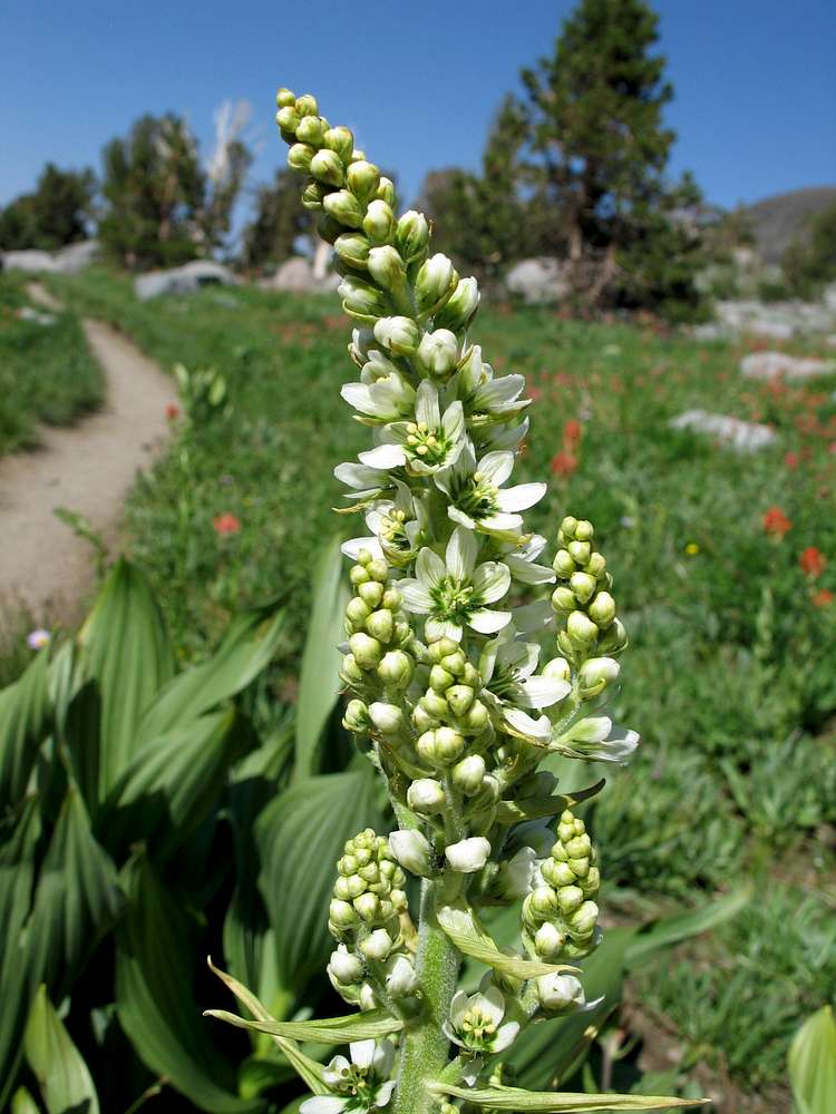 Veratrum californicum, Sierra Corn Lily : Photos, Diagrams & Topos ...
