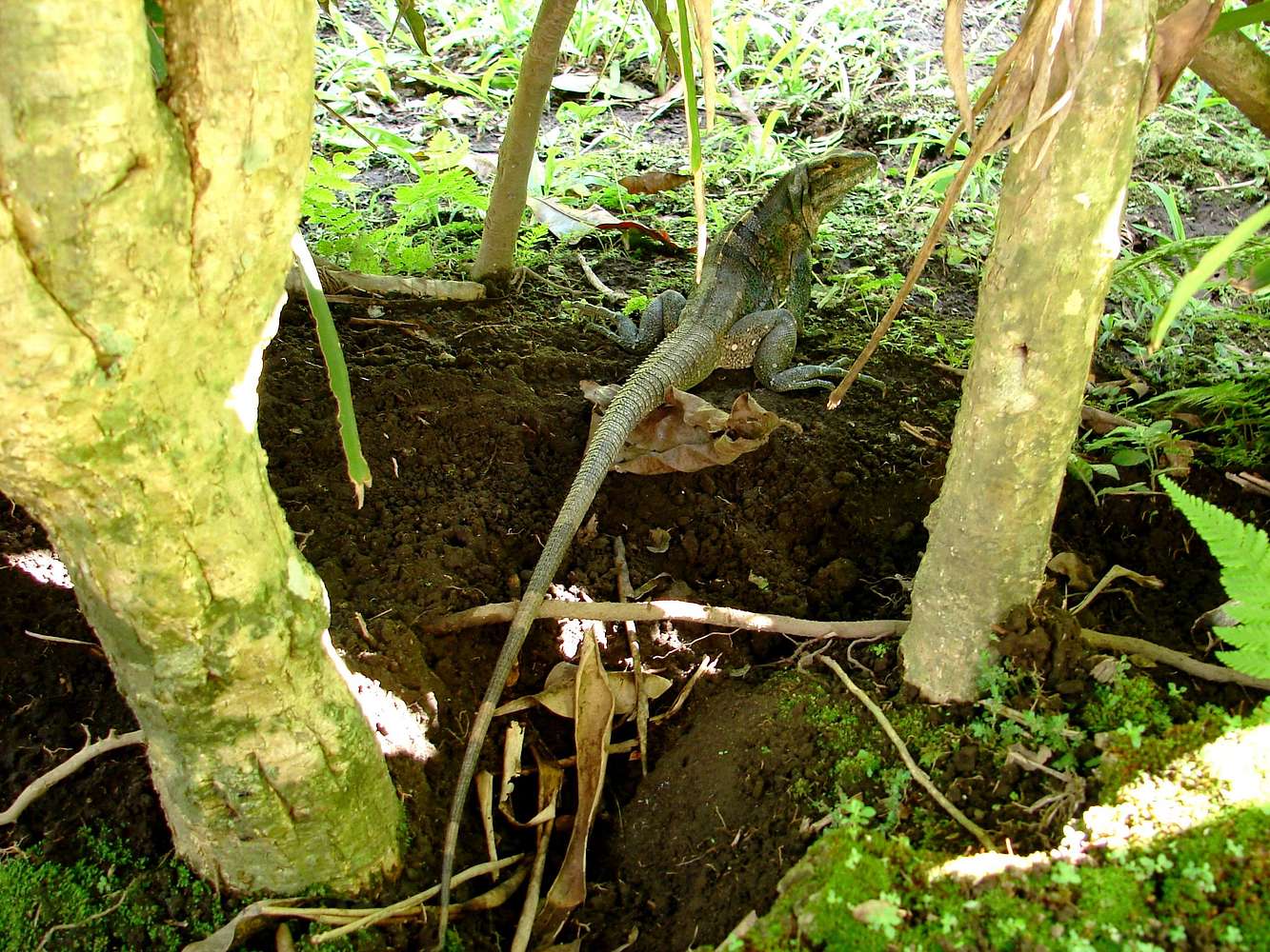 Spiny tail iguana or Garrobo (Ctenosaura quinquecarinata) : Photos ...