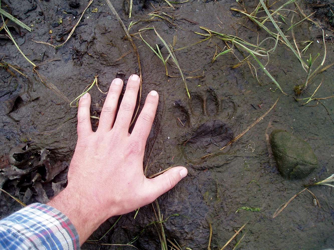 Bear cub paw print : Photos, Diagrams & Topos : SummitPost