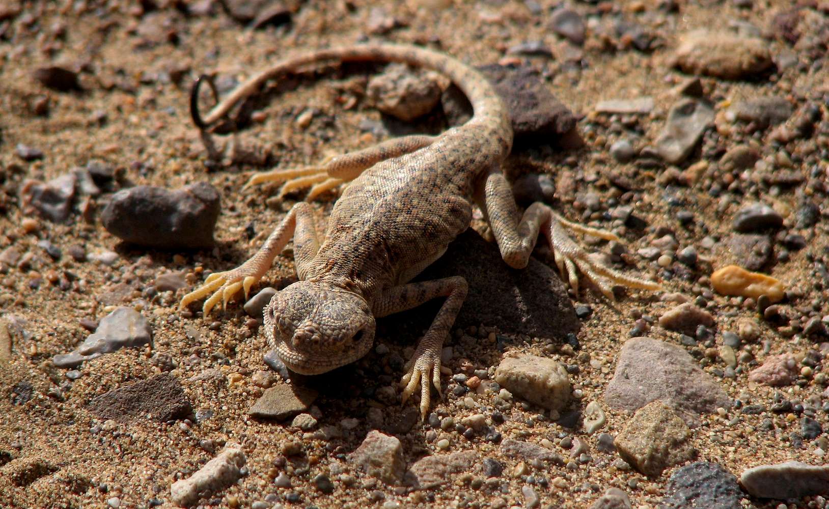 lizard (tabas iran) : Photos, Diagrams & Topos : SummitPost