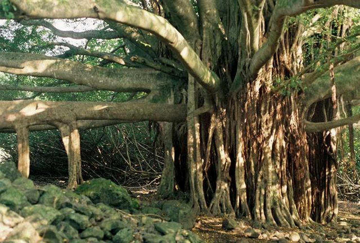 Banyan Tree : Photos, Diagrams & Topos : SummitPost