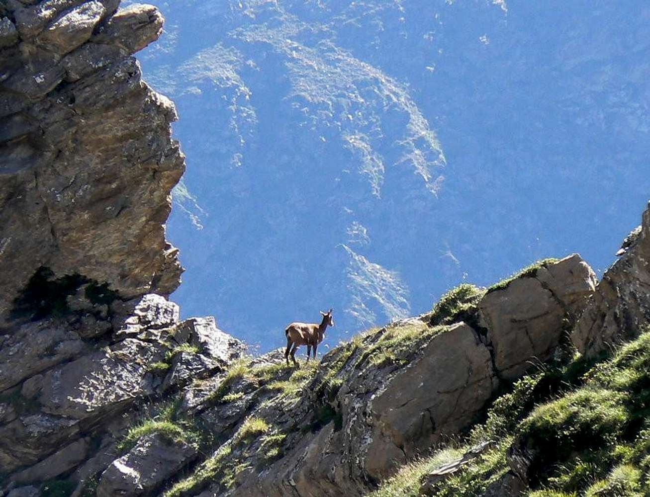 An "Isard" (Pyrenean chamois) in the French Pyrénées : Photos, Diagrams ...