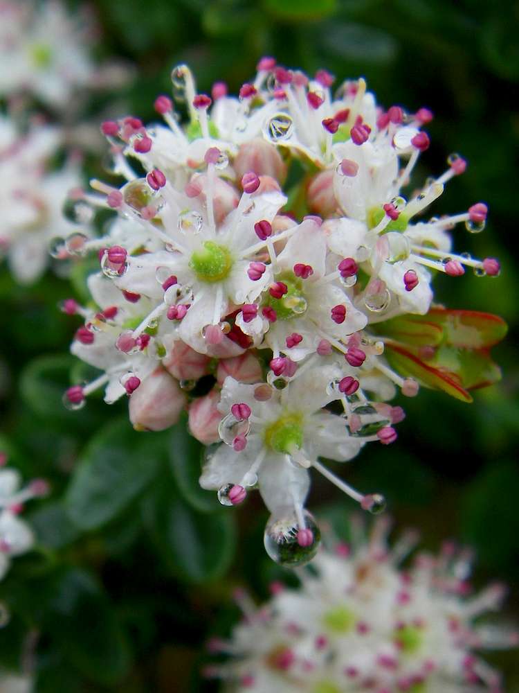 Sand myrtle : Photos, Diagrams & Topos : SummitPost