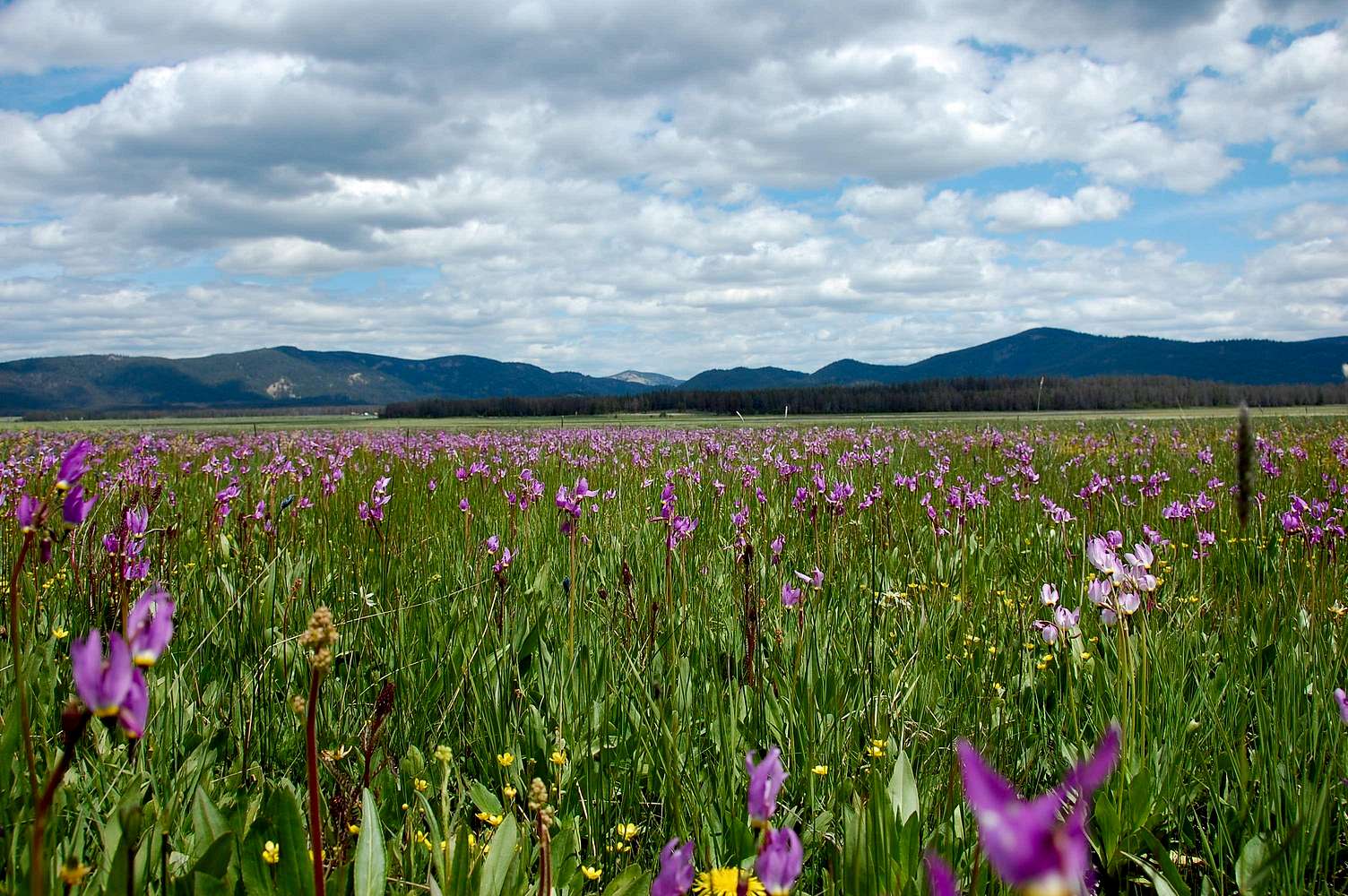 Stanley Meadow Flowers : Photos, Diagrams & Topos : SummitPost