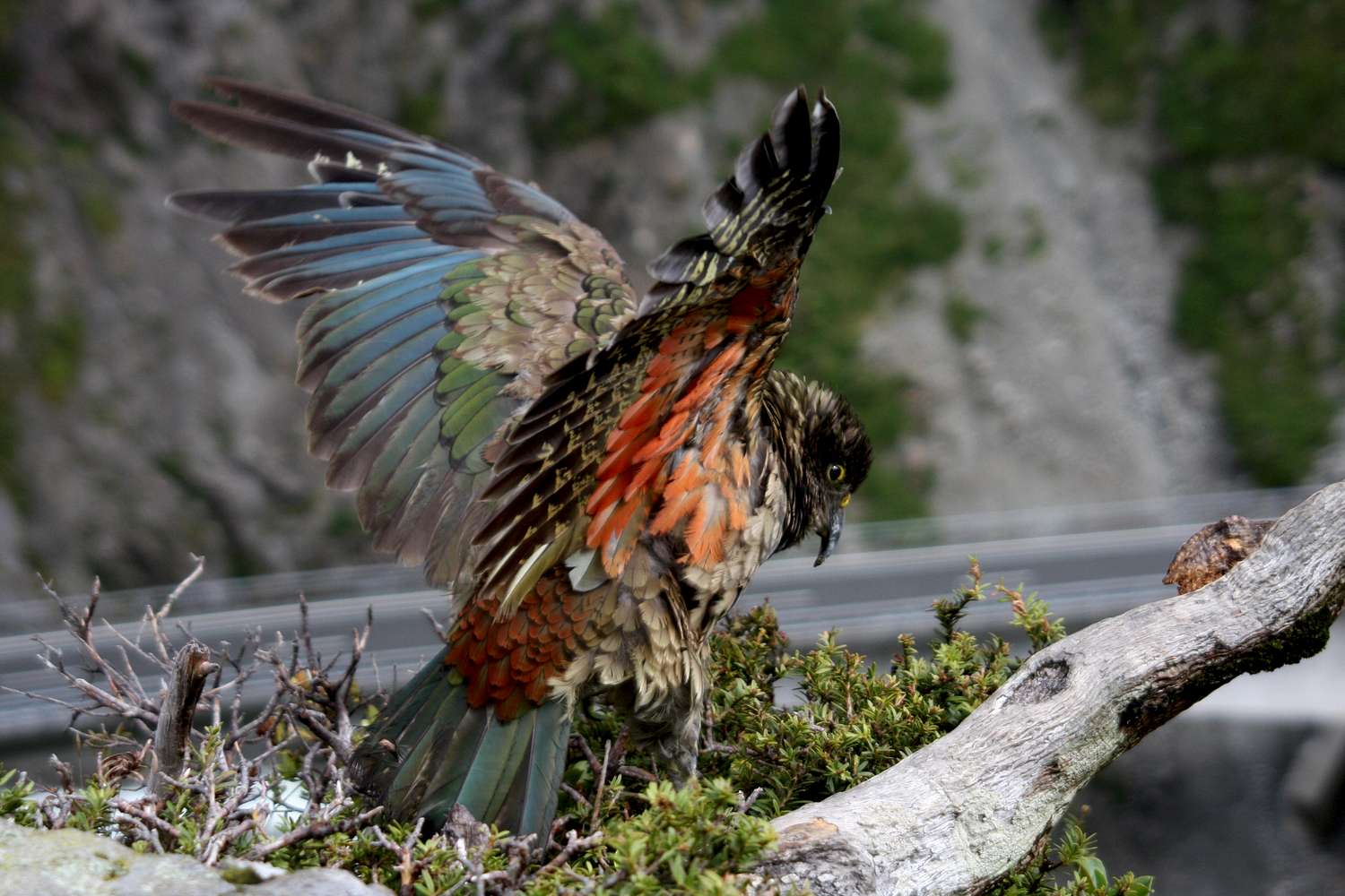 Kea : Photos, Diagrams & Topos : SummitPost