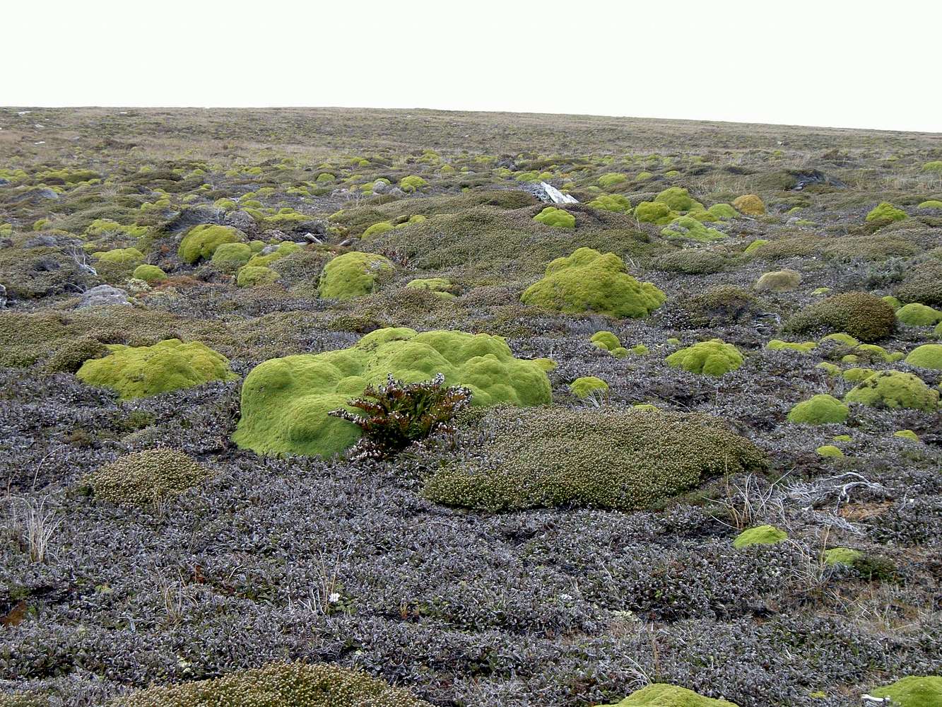 Falklands Flora - Balsam Bog & Diddle Dee : Photos, Diagrams & Topos ...