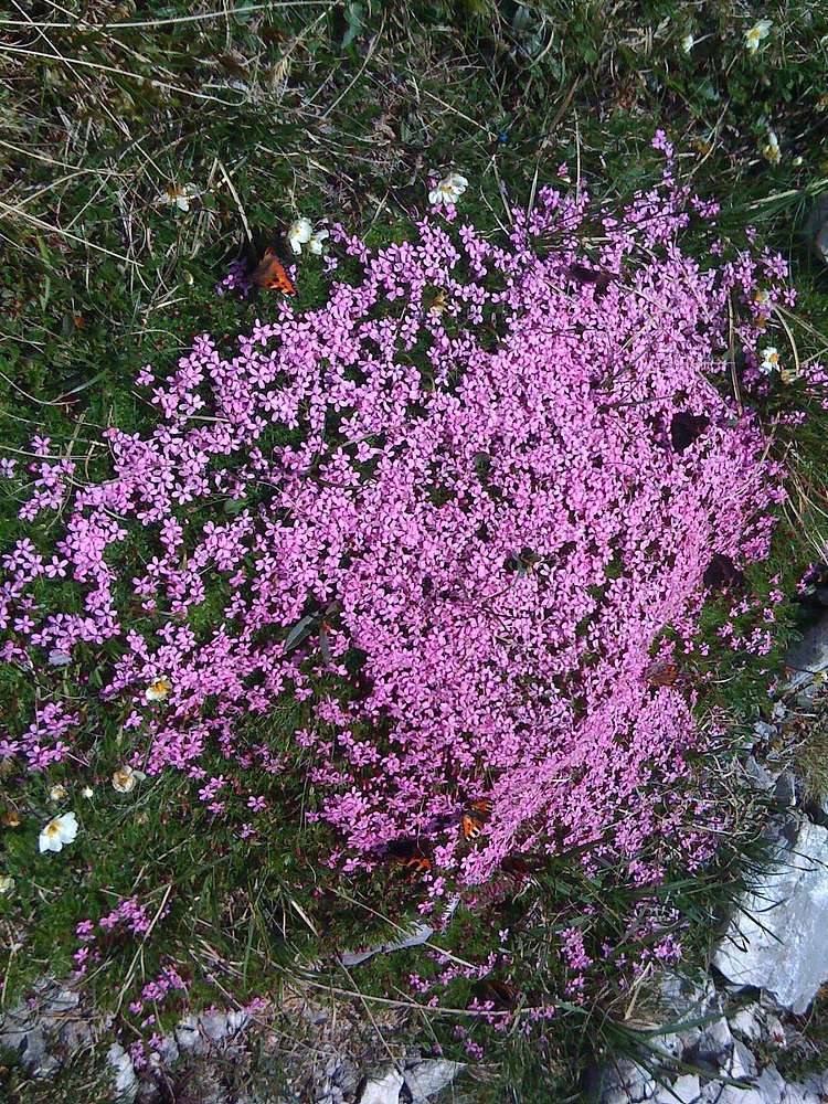 A beautiful patch of moss flowers with butterflies : Photos, Diagrams ...