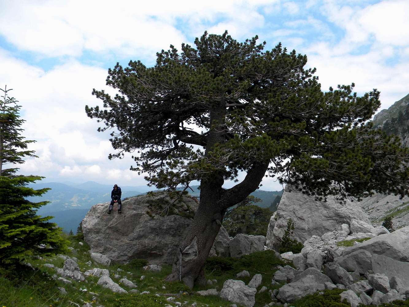 Munika (Pinus heldreichii) : Photos, Diagrams & Topos : SummitPost