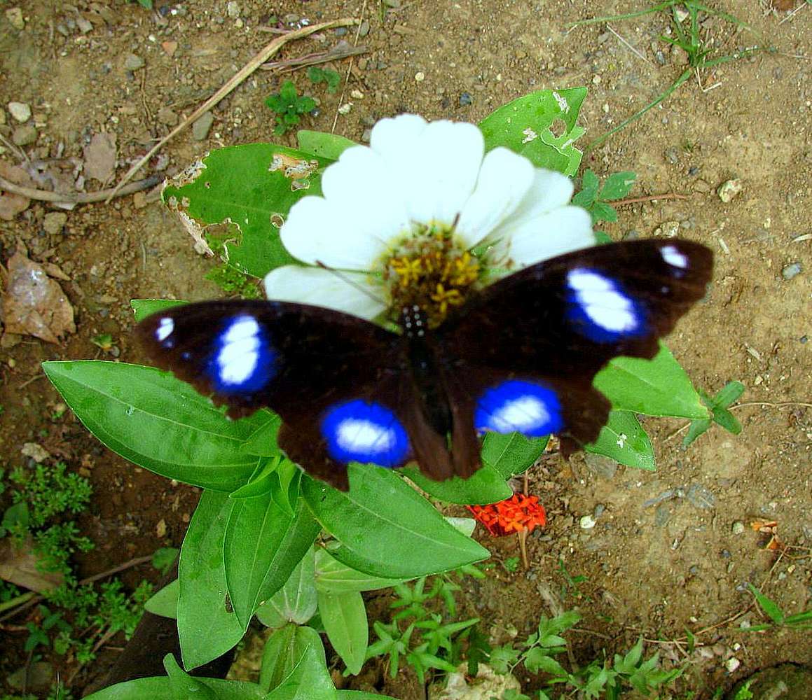 Butterflies in your Stomach? : Photos, Diagrams & Topos : SummitPost