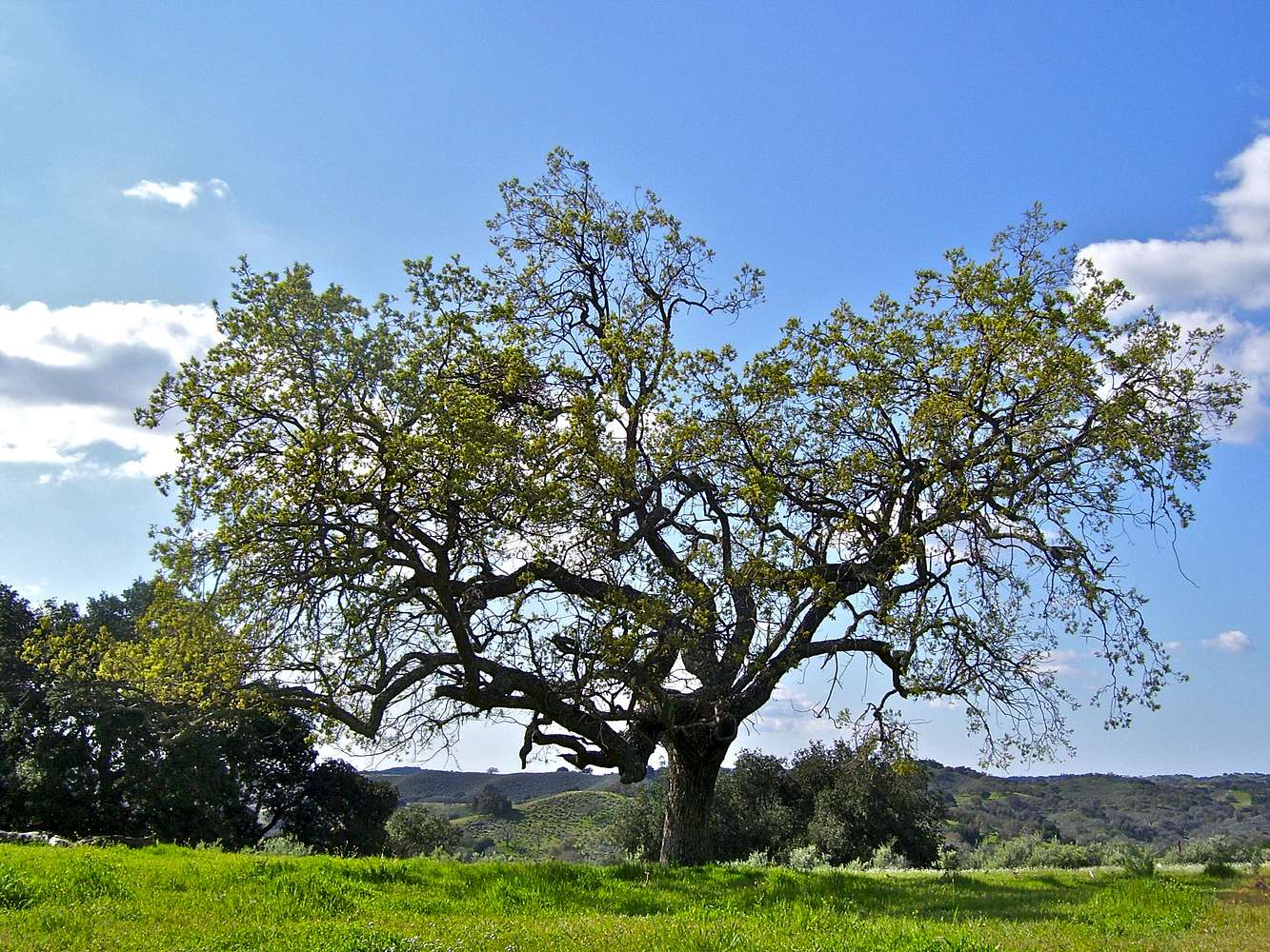 Oak Tree : Photos, Diagrams & Topos : SummitPost