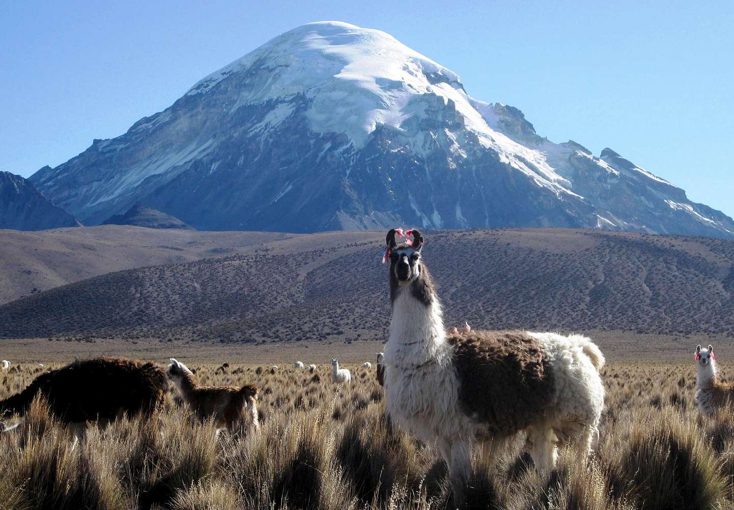 Sajama : Photos, Diagrams & Topos : SummitPost