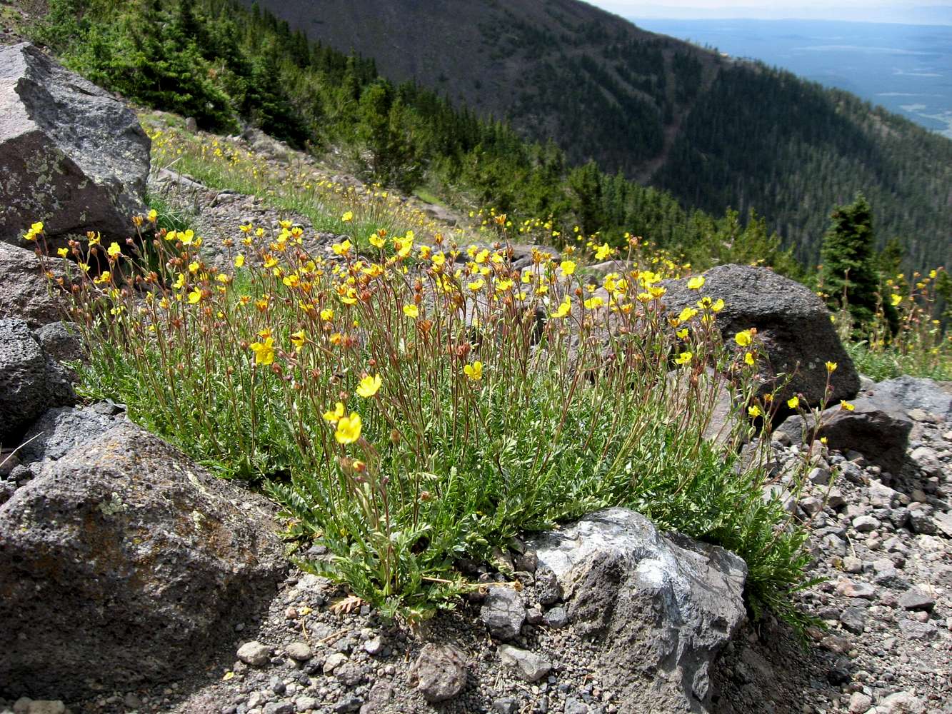 Alpine Avens : Photos, Diagrams & Topos : SummitPost