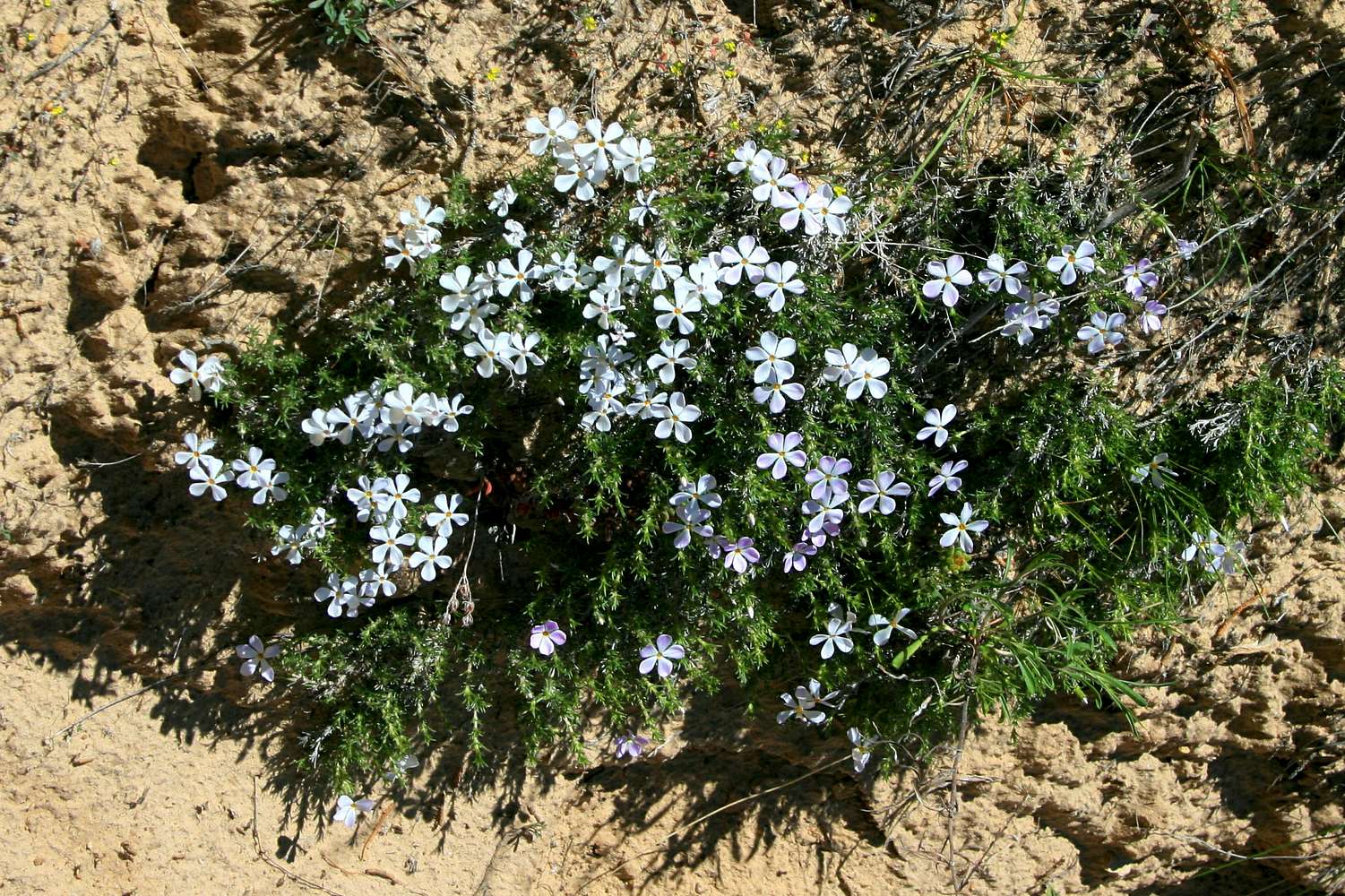 Rocky Mountain Phlox on Connector Trail : Photos, Diagrams & Topos ...