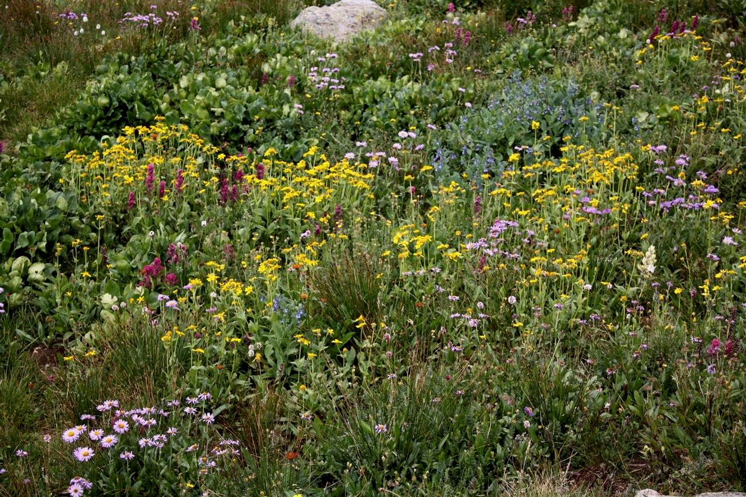 Wildflower garden : Photos, Diagrams & Topos : SummitPost