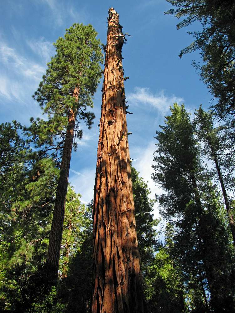 Branchless tree : Photos, Diagrams & Topos : SummitPost