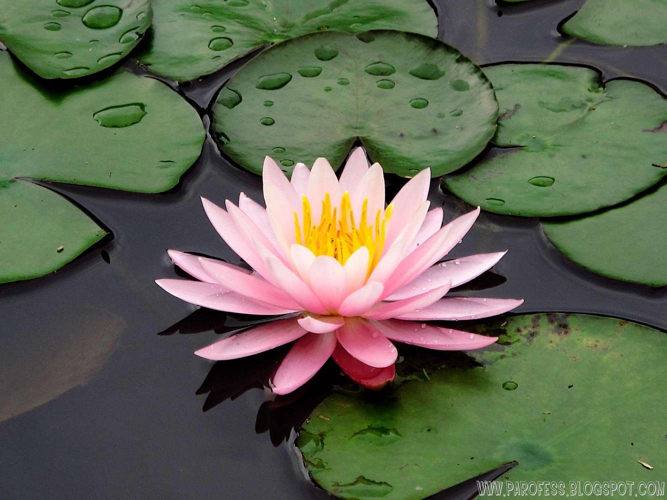 Nymphaea Rubra. Gorgeous water flower. : Photos, Diagrams & Topos ...