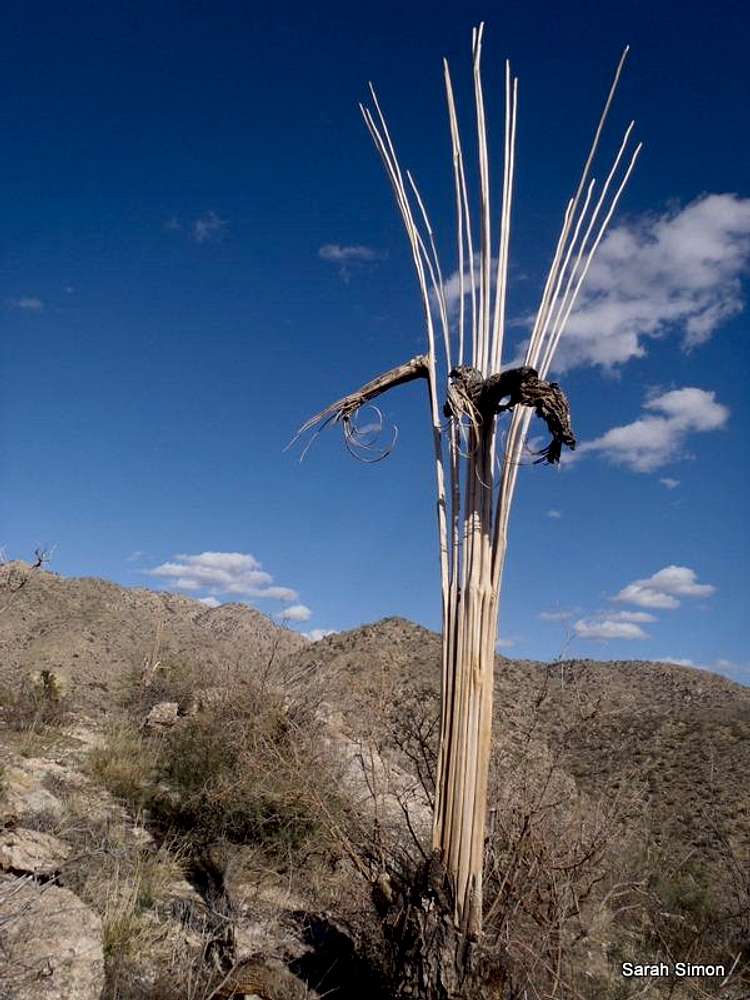 Saguaro ribs : Photos, Diagrams & Topos : SummitPost