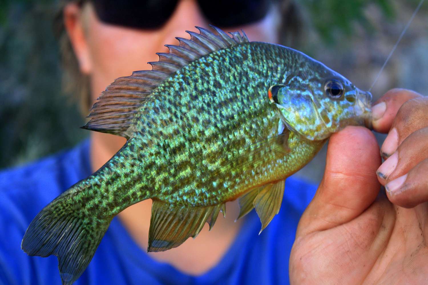 Red Ear Sunfish : Photos, Diagrams & Topos : SummitPost