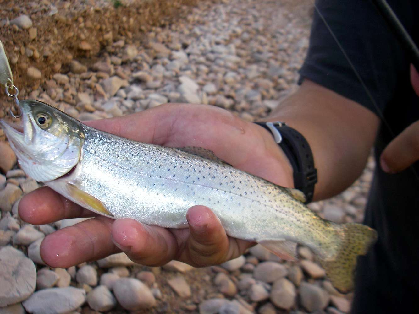 Cutthroat Trout : Photos, Diagrams & Topos : SummitPost