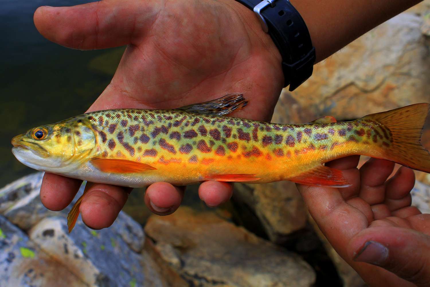 Tiger Trout : Photos, Diagrams & Topos : SummitPost