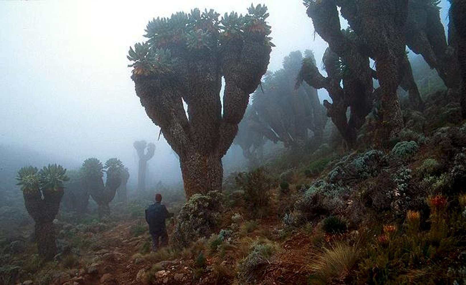 Our guide Maiko hiking in a... : Photos, Diagrams & Topos : SummitPost