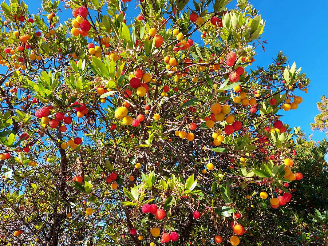 Tree and fruits of "corbezzolo" : Photos, Diagrams & Topos : SummitPost