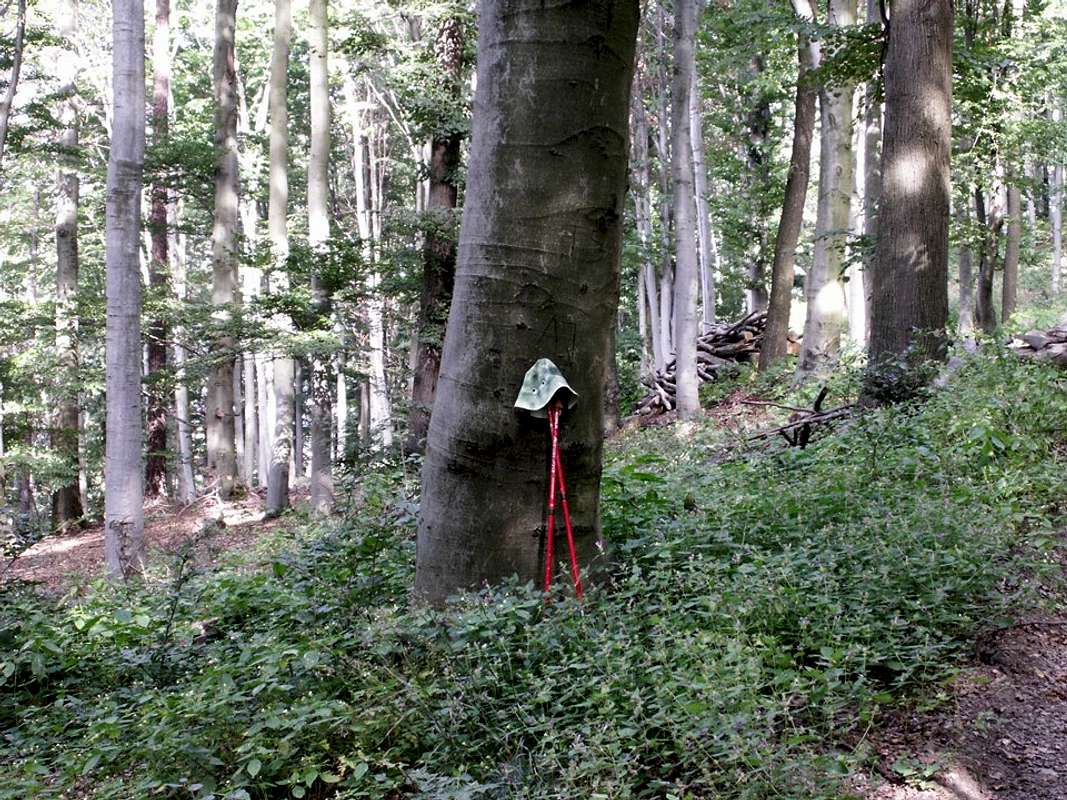 2021-Wap 13-Beech... : Photos, Diagrams & Topos : SummitPost