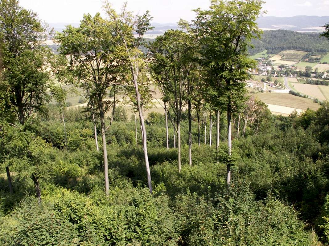 2021-Wap 18-Forest felling... : Photos, Diagrams & Topos : SummitPost